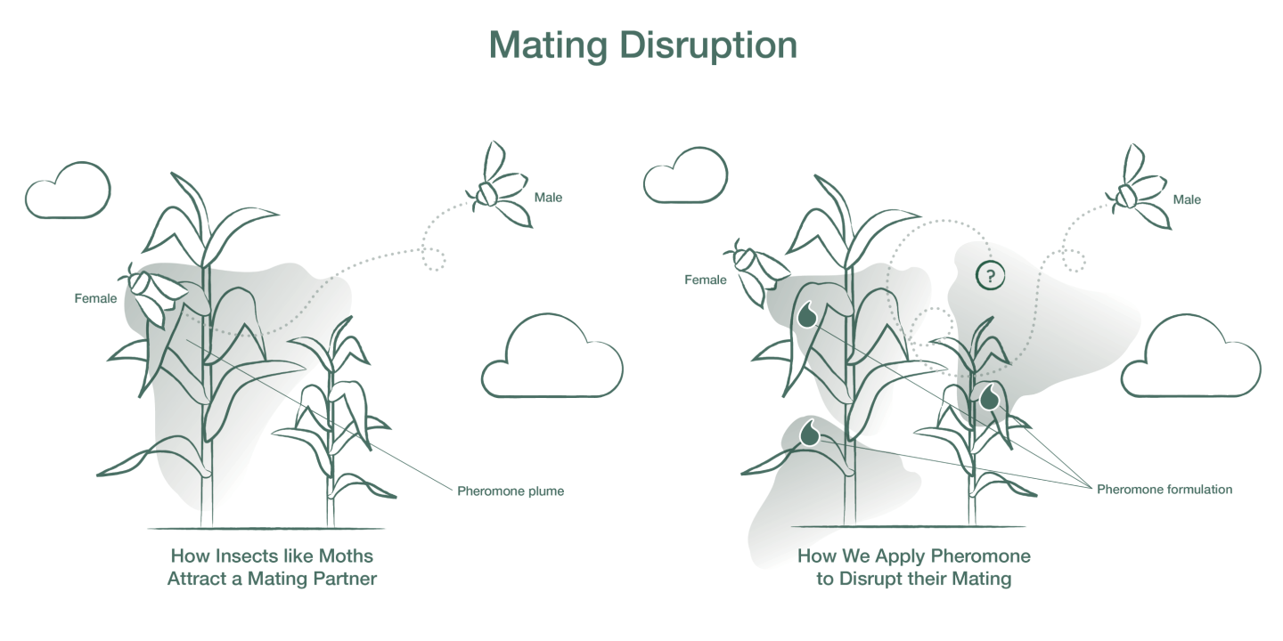 Pheromones | FMC Corp